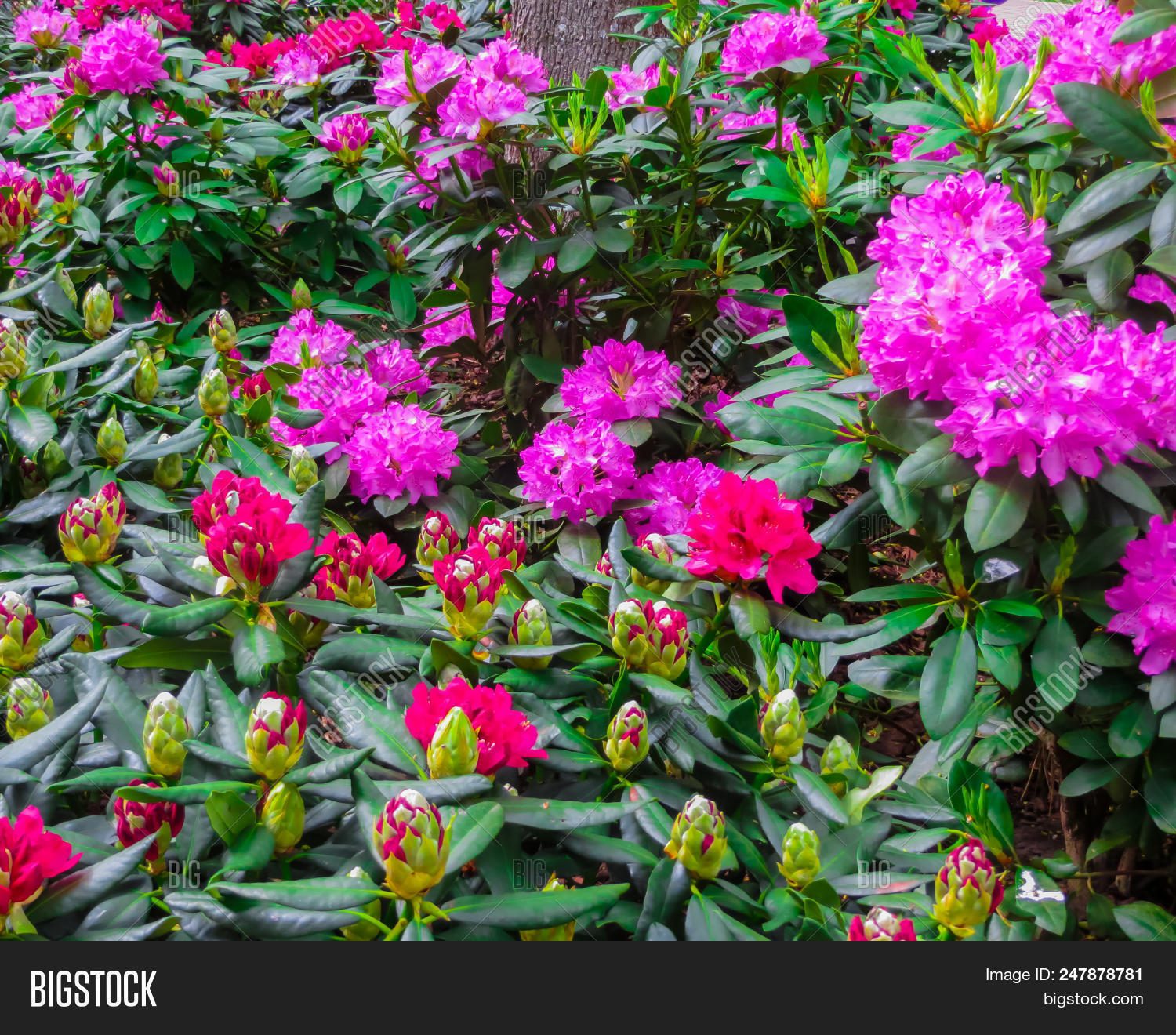 Beautiful Rhododendron Image & Photo (Free Trial) | Bigstock