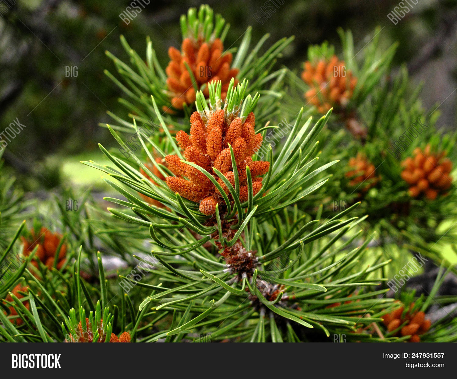 New Growing Pine Cones Image & Photo (Free Trial) | Bigstock