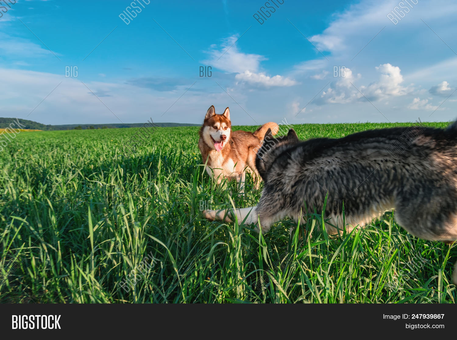 Cheerful Dogs Playing Image & Photo (Free Trial) | Bigstock