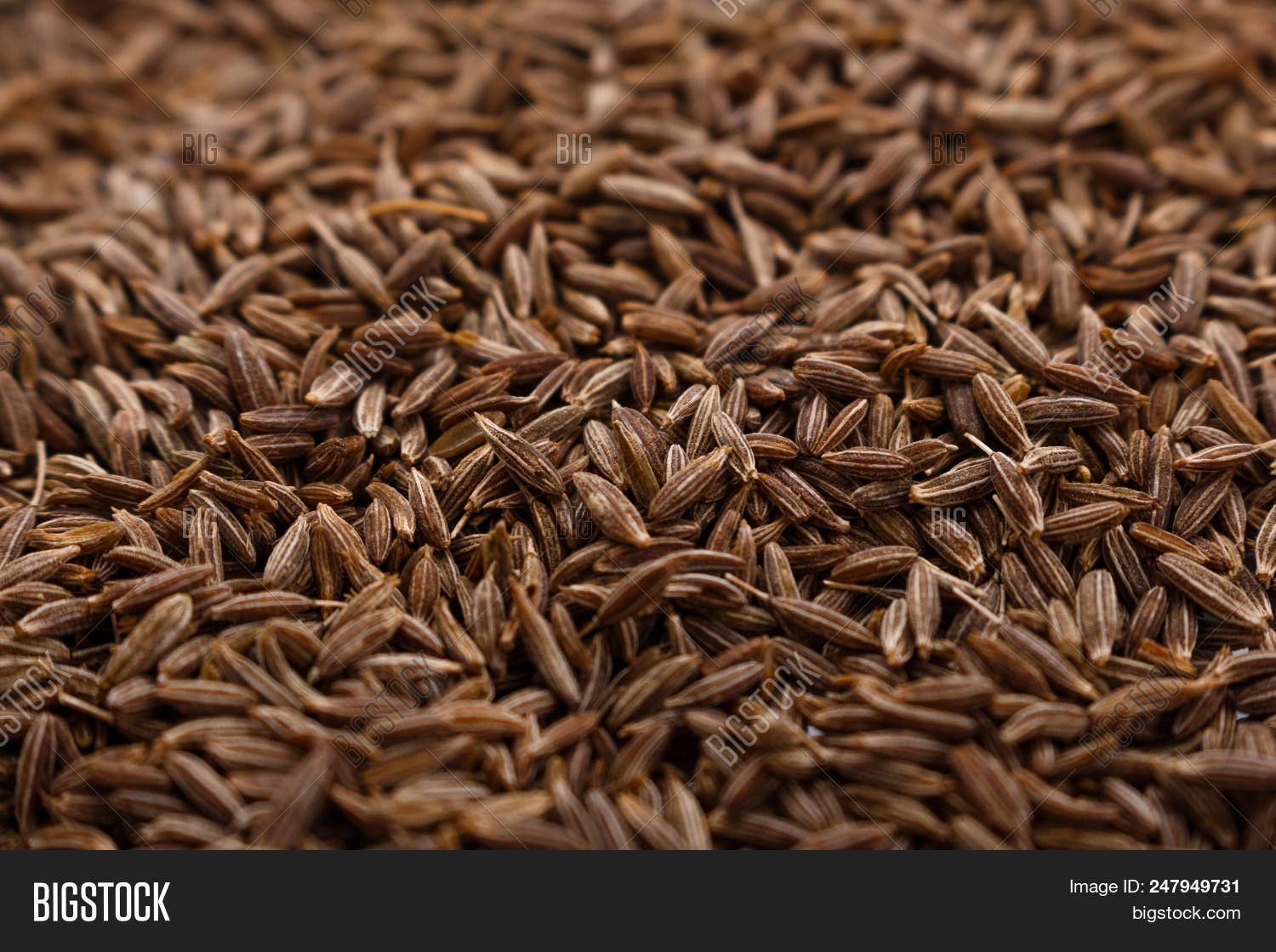 Fragrant Zira On White Image & Photo (Free Trial) | Bigstock