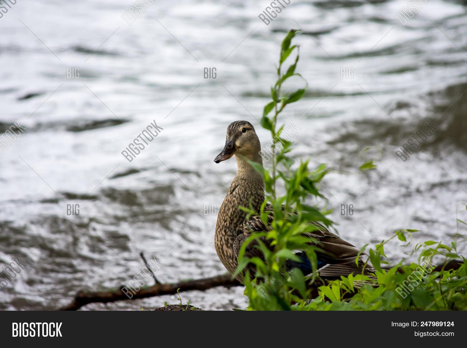 Beautiful Duck Behind Image & Photo (Free Trial) | Bigstock