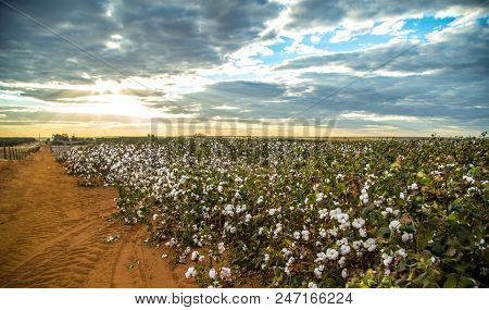 Cotton Field Image & Photo (Free Trial) | Bigstock