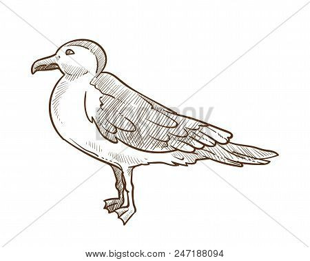 Seagull Outline Clipart