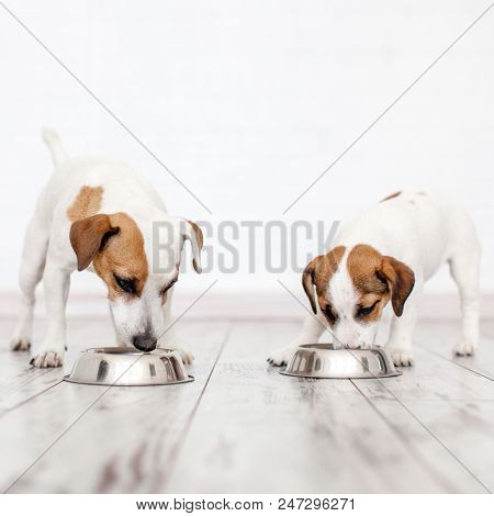 Two Dogs Eating Bowl. Image & Photo (Free Trial) | Bigstock