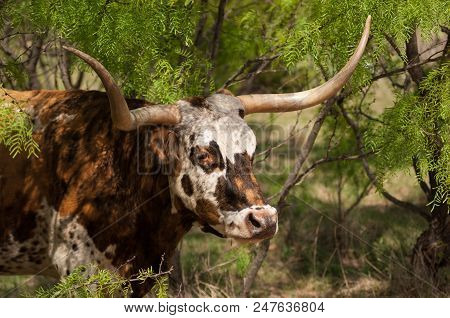 Spotted Longhorn Bull Image & Photo (Free Trial) | Bigstock