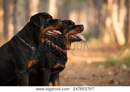 Two Rottweiler Dogs Image & Photo (Free Trial) | Bigstock