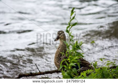 Beautiful Duck Behind Image & Photo (Free Trial) | Bigstock