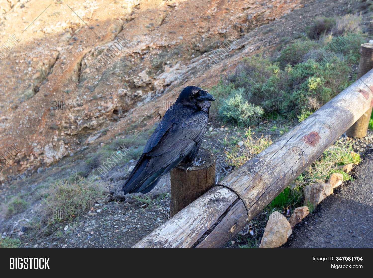 Raven Bird Viewpoint Image & Photo (Free Trial) | Bigstock