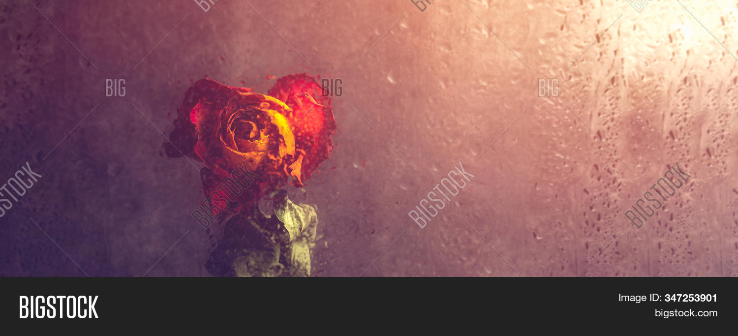 Rose Images With Sad Love