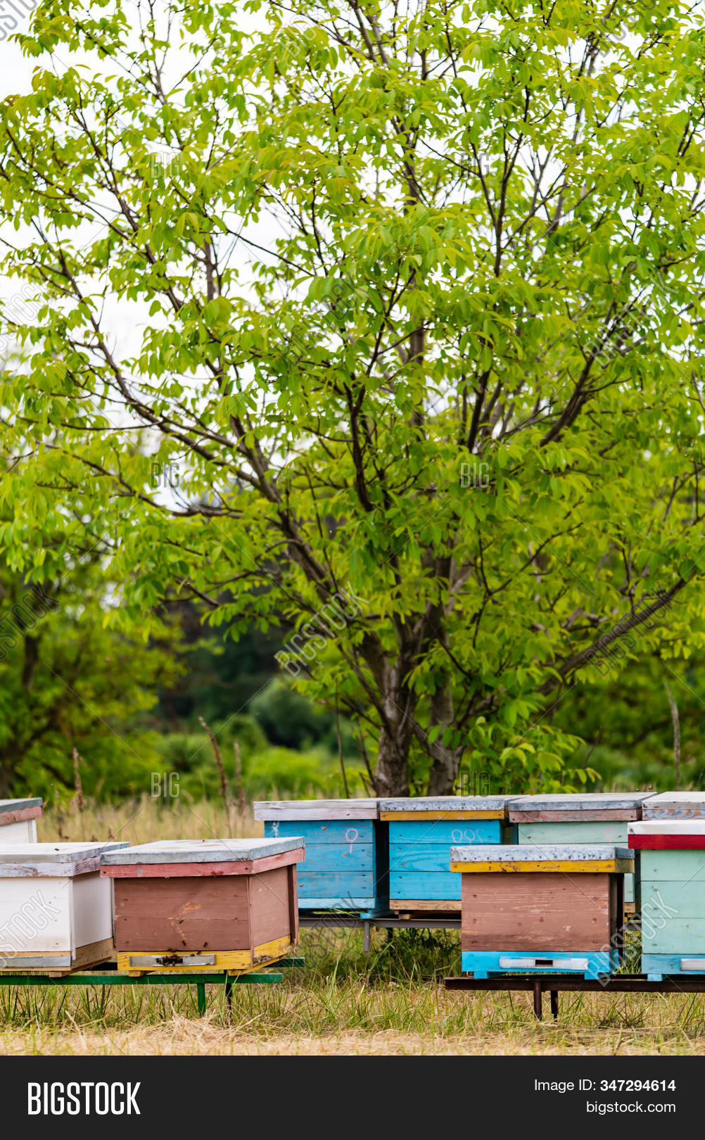 Wooden Beehive Bees. Image & Photo (Free Trial) | Bigstock