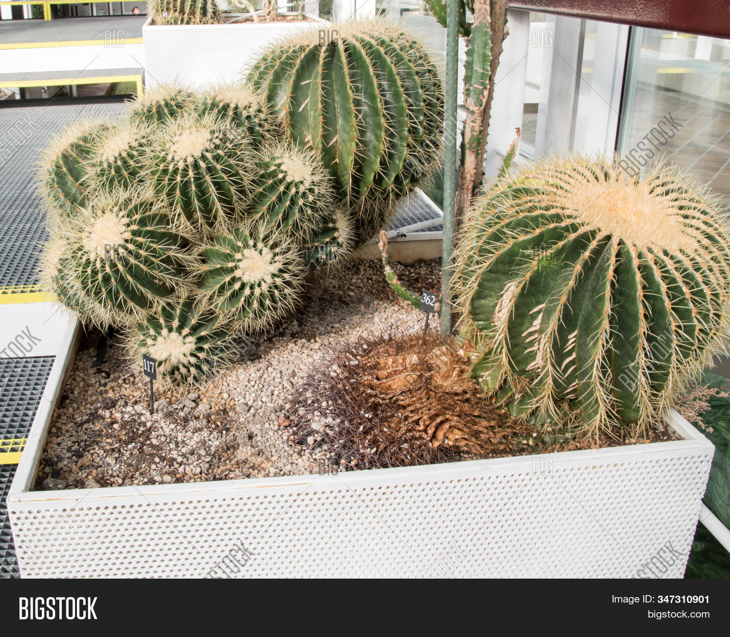 Natural Cactus Garden Image & Photo (Free Trial) | Bigstock