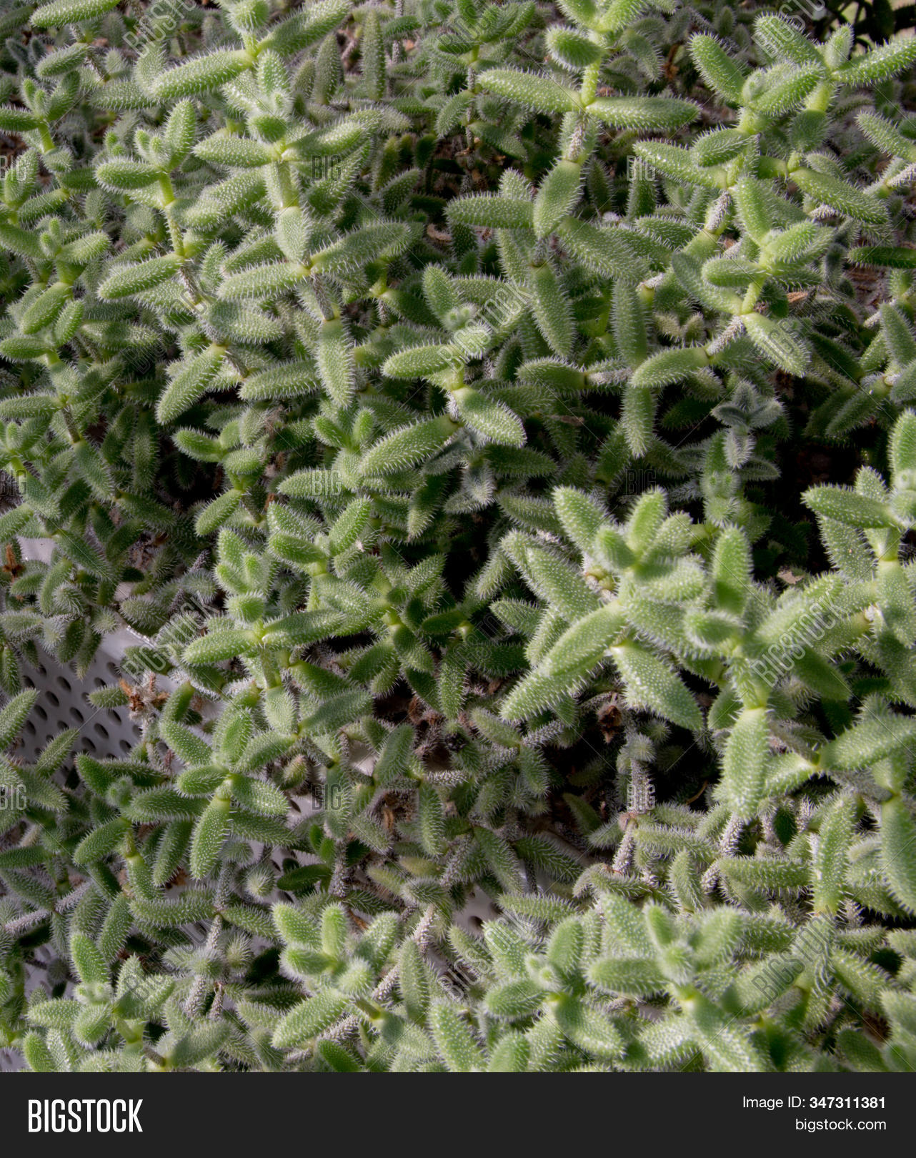 Natural Cactus Garden Image & Photo (Free Trial) | Bigstock