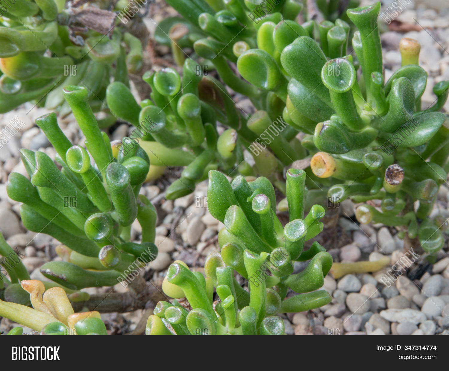 Natural Cactus Garden Image & Photo (Free Trial) | Bigstock
