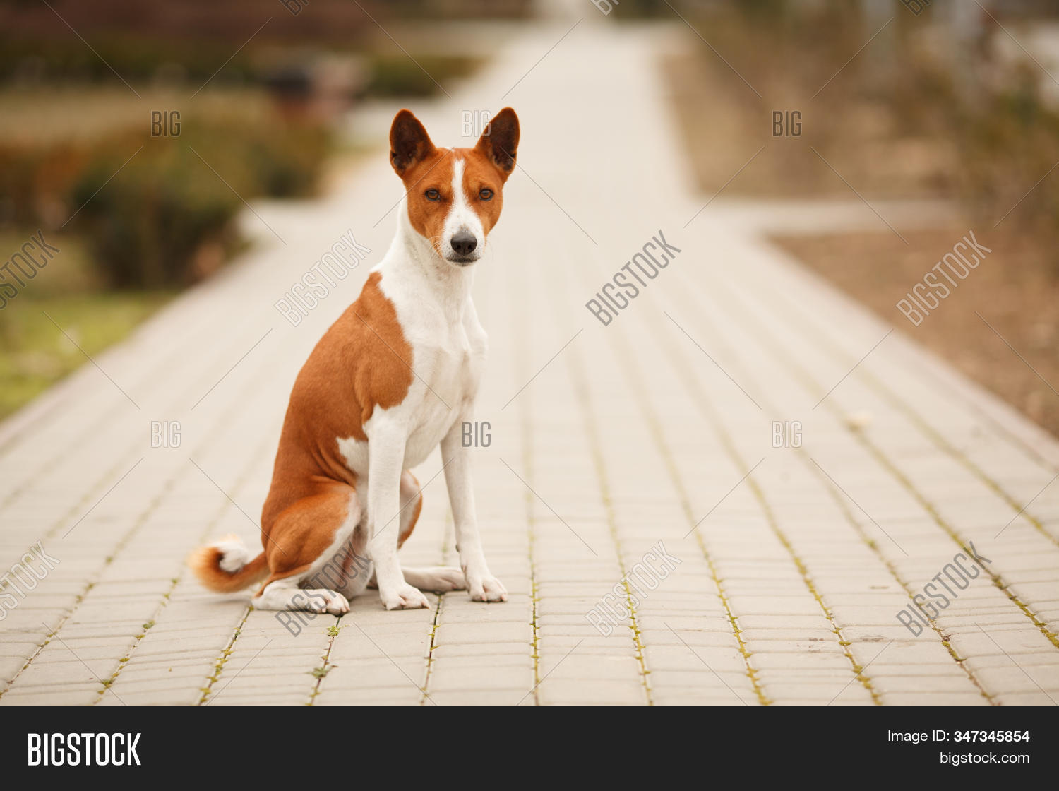 Basenji Red