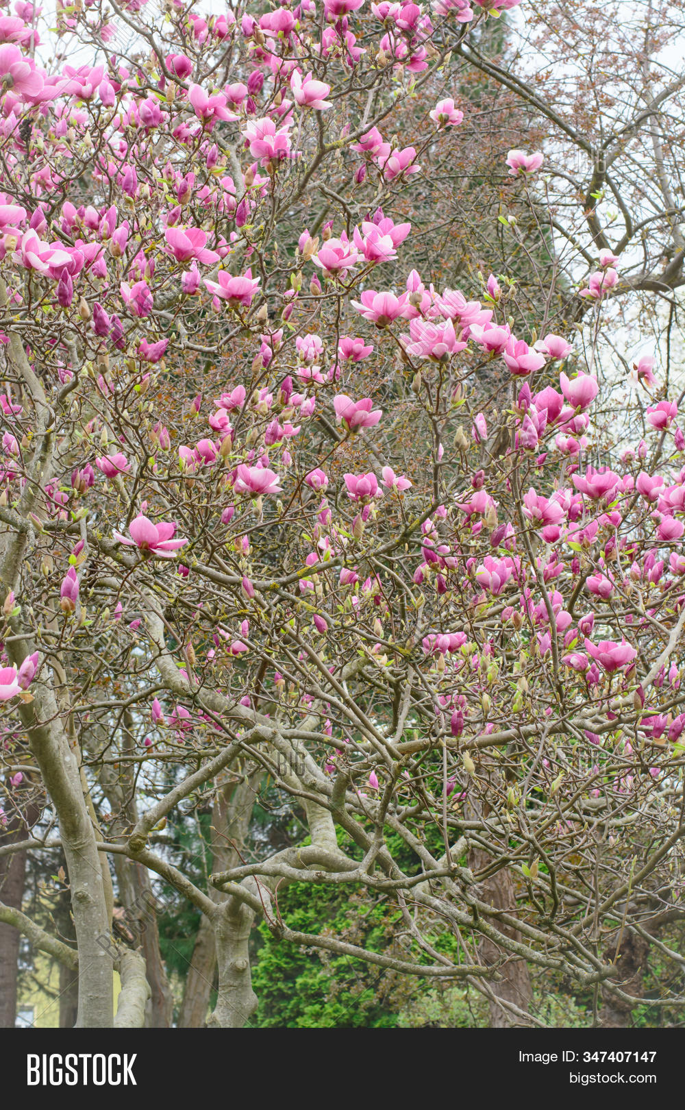 Twigs Pink Magnolia Image & Photo (Free Trial) | Bigstock