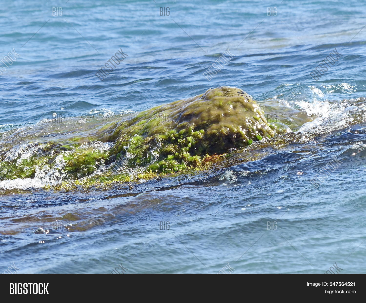 Rock Covered Seaweed Image & Photo (Free Trial) | Bigstock