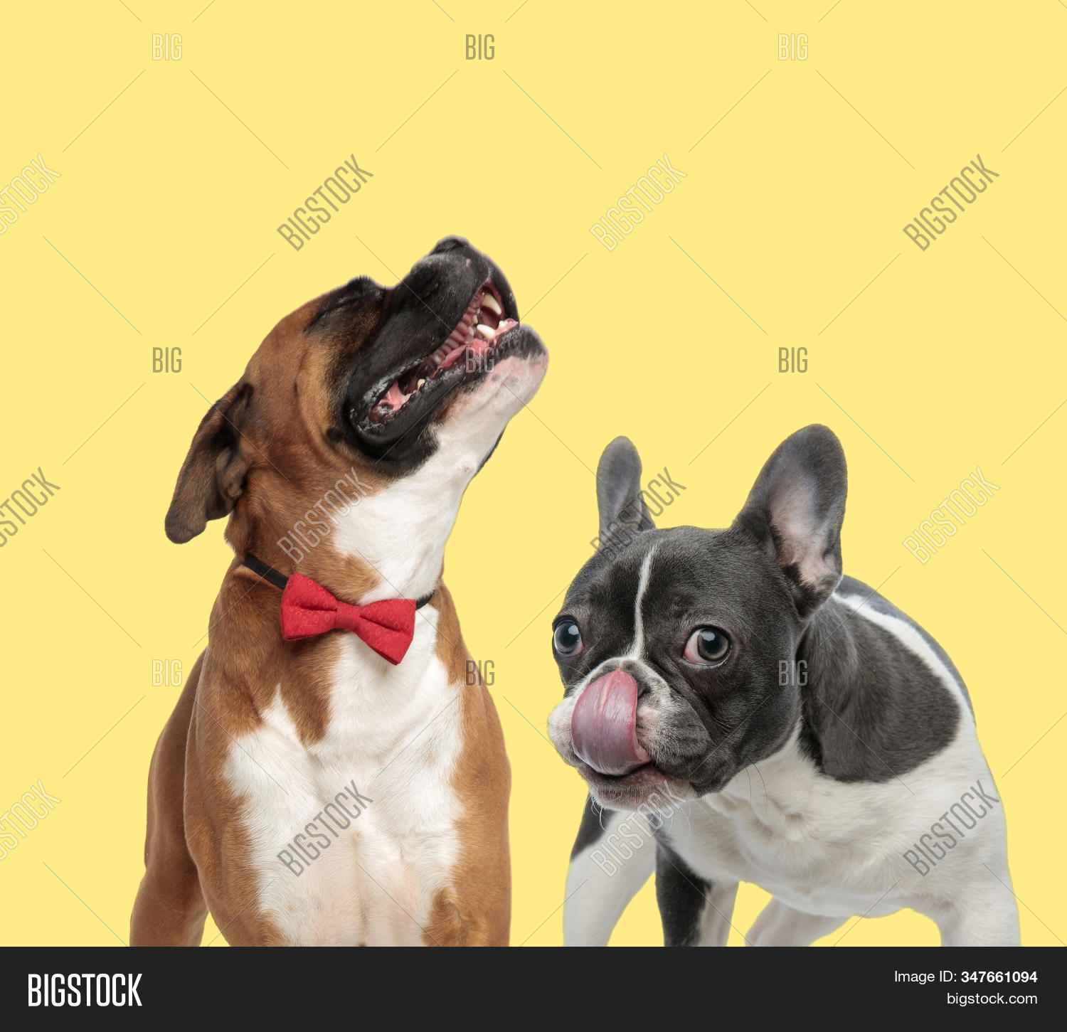 Cute Boxer Dog Howling Image & Photo (Free Trial) | Bigstock