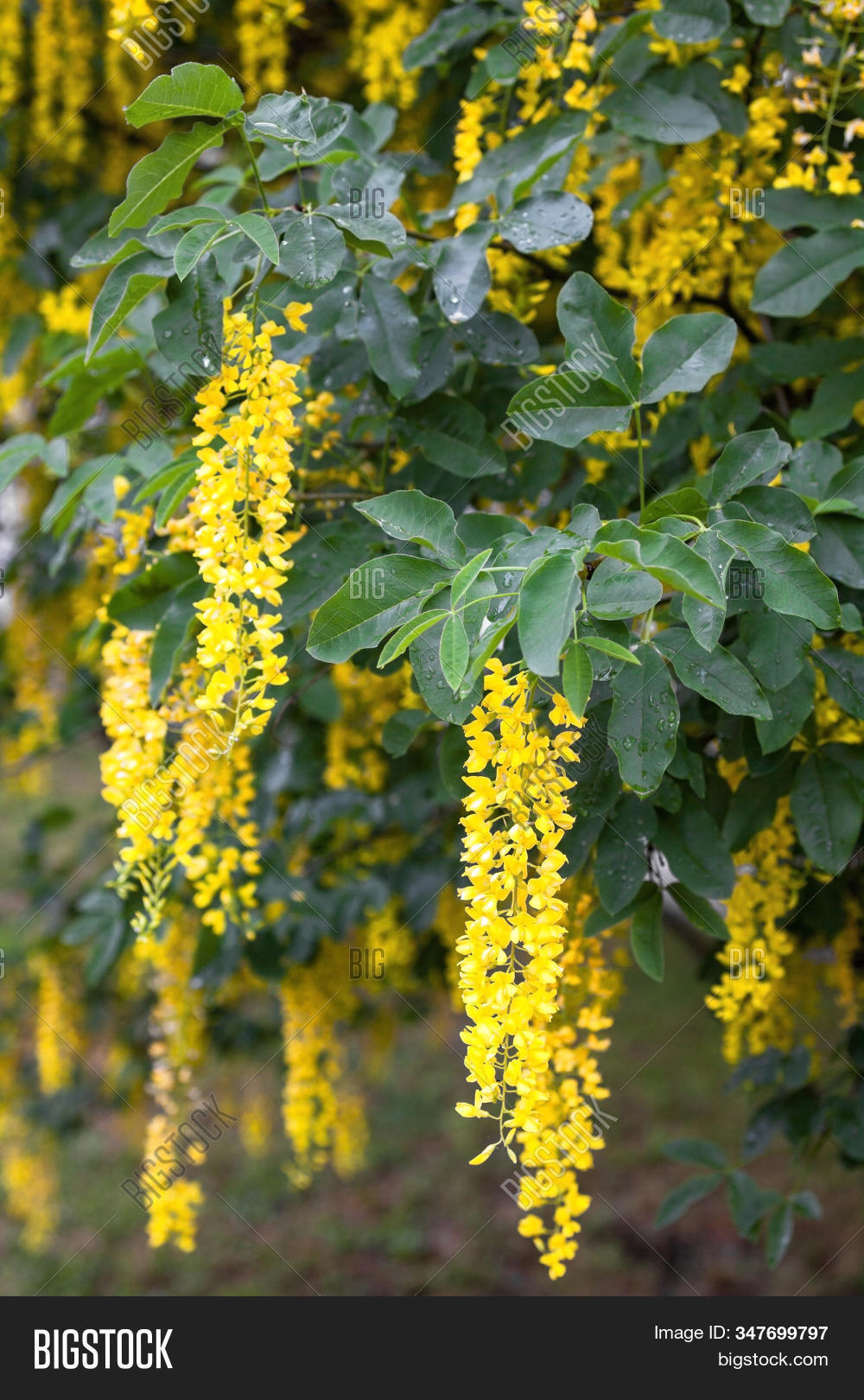 Blooming Laburnum Tree Image & Photo (Free Trial) | Bigstock