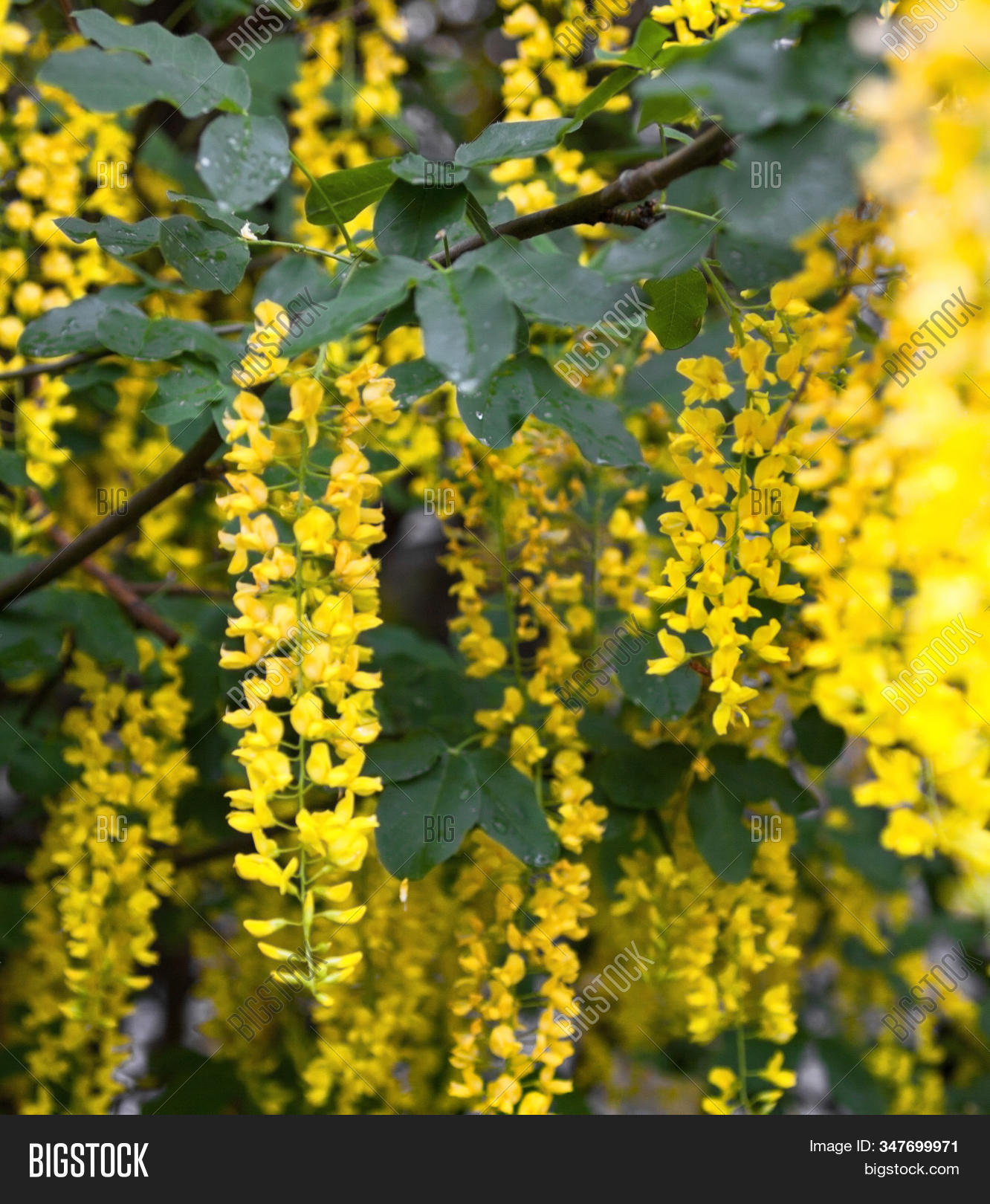Blooming Laburnum Tree Image & Photo (Free Trial) | Bigstock