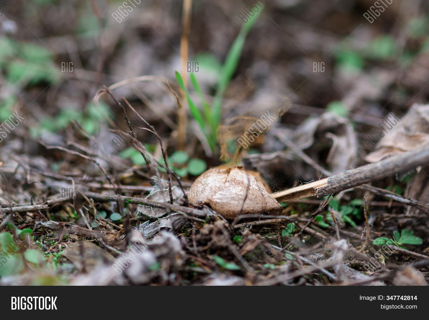 Fungus Secretes Spores Image & Photo (Free Trial) | Bigstock