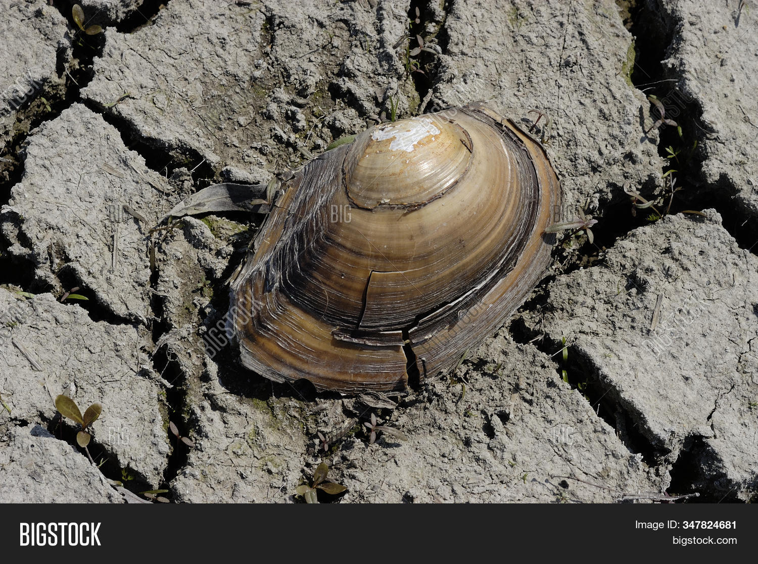 Cracked Seashell. Image & Photo (Free Trial) | Bigstock