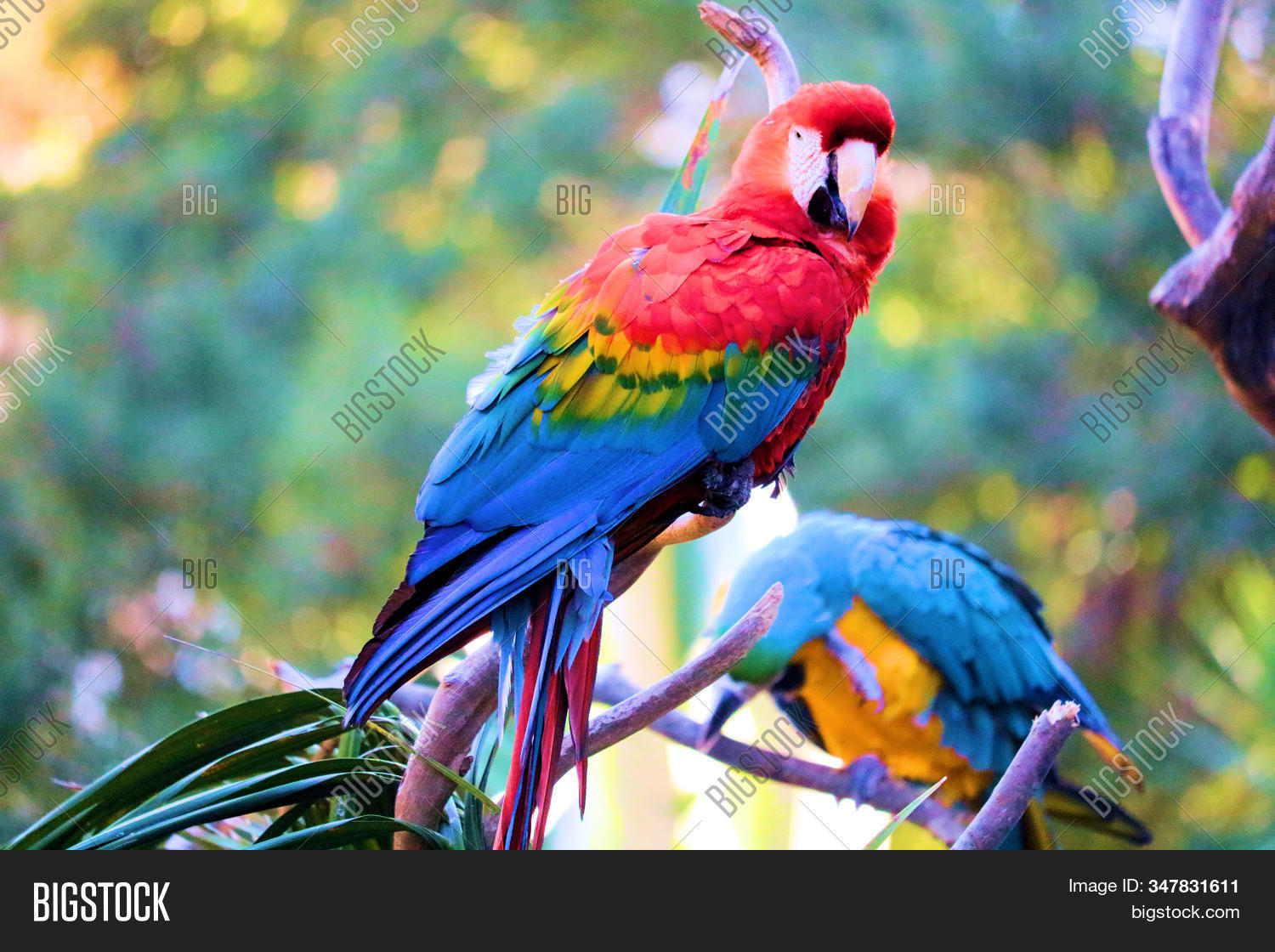 Colorful Parrots Image & Photo (Free Trial) | Bigstock