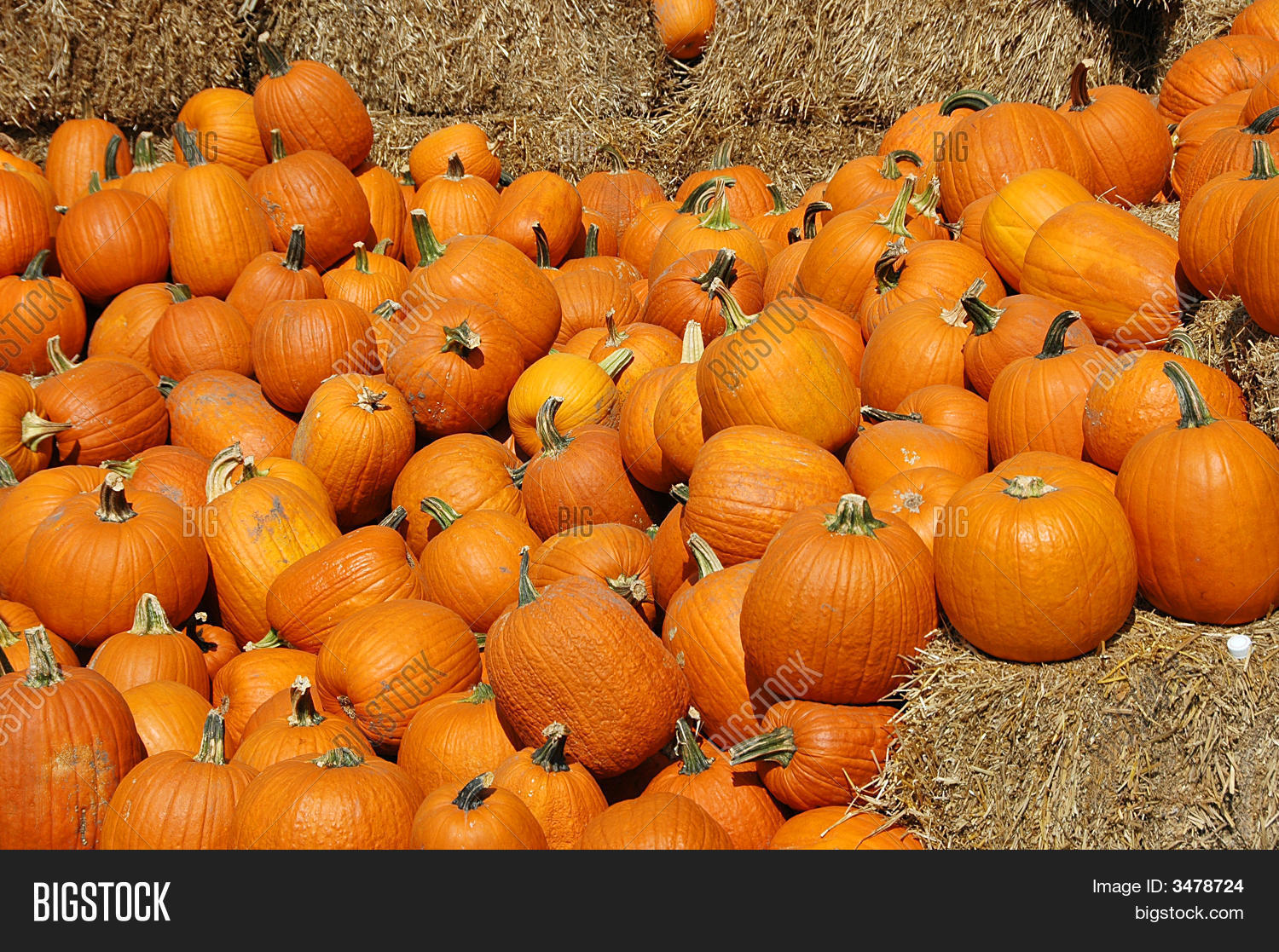 Lots Pumkins Hay Image & Photo (Free Trial) | Bigstock