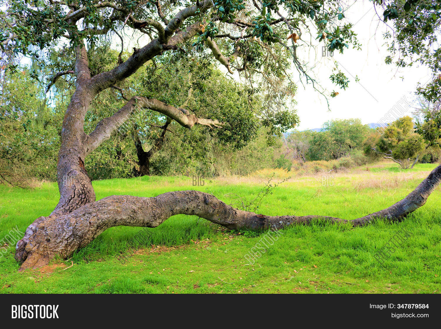 Twisted Branches On Image & Photo (Free Trial) | Bigstock