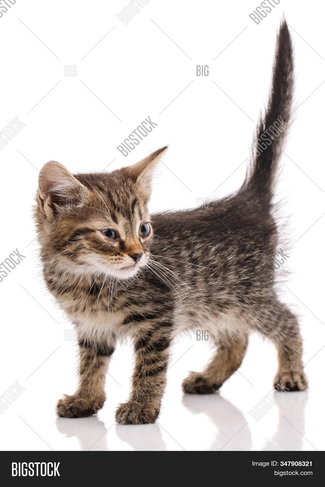 Small Brown Kitty Image & Photo (Free Trial) | Bigstock