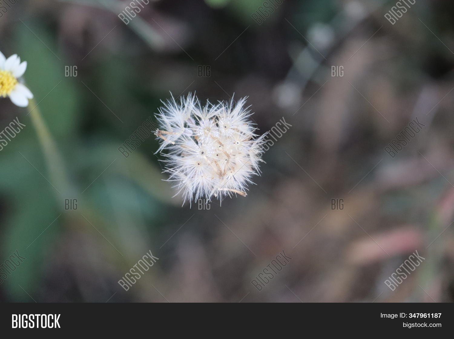 Micro Shot White Image & Photo (Free Trial) | Bigstock