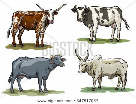 Breeding Cow. Animal Vector & Photo (Free Trial) | Bigstock