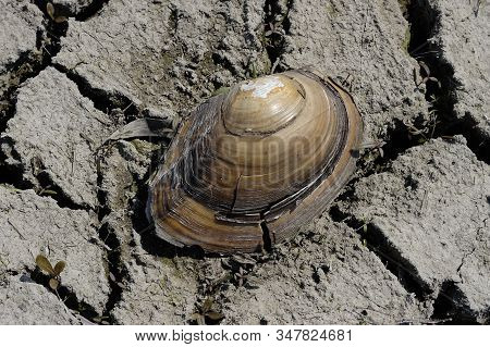Cracked Seashell. Image & Photo (Free Trial) | Bigstock