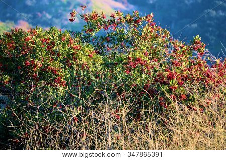 Chaparral Shrubs Red Image & Photo (Free Trial) | Bigstock