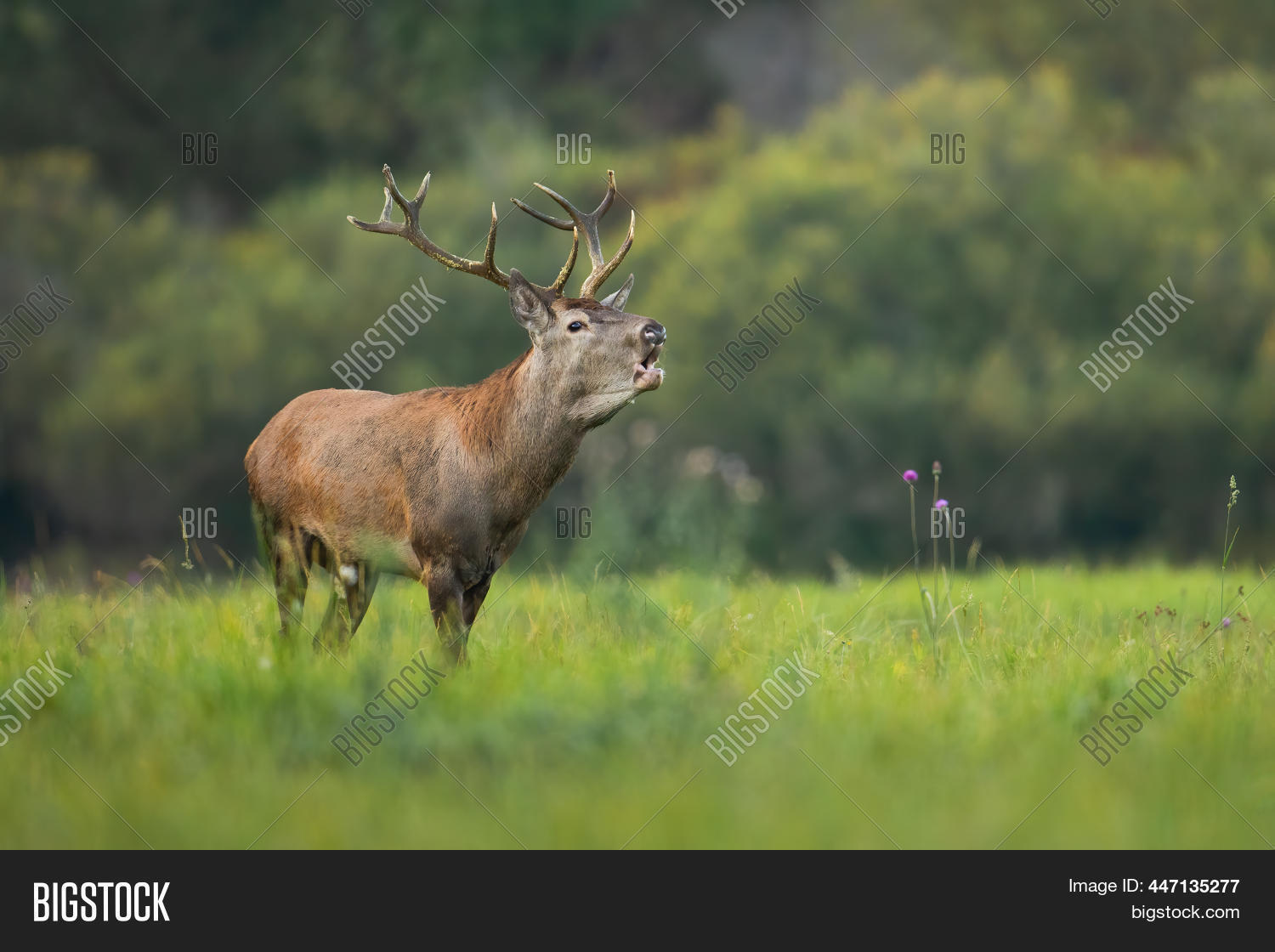 Red Deer Roaring On Image & Photo (Free Trial) | Bigstock