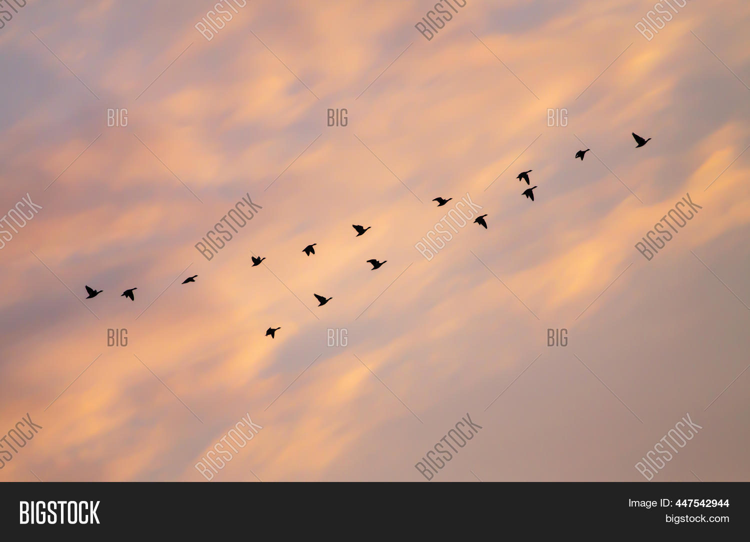 Migratory Birds Flying Image & Photo (Free Trial) | Bigstock