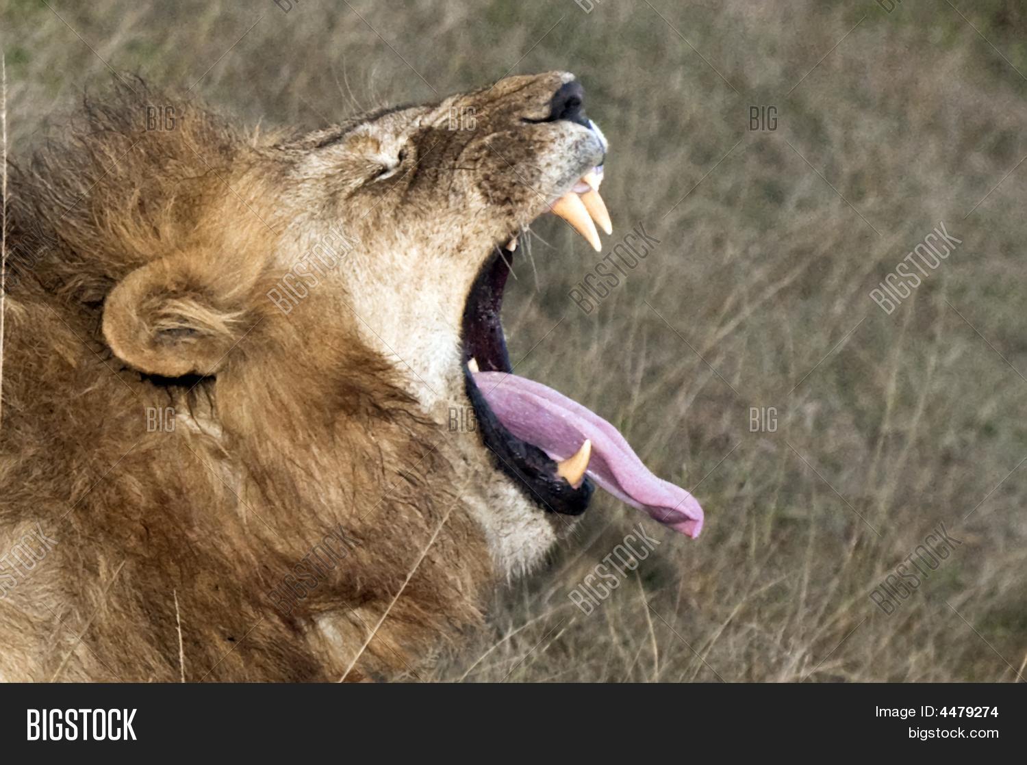 Lion Yawning Wide Open Image & Photo (Free Trial) | Bigstock