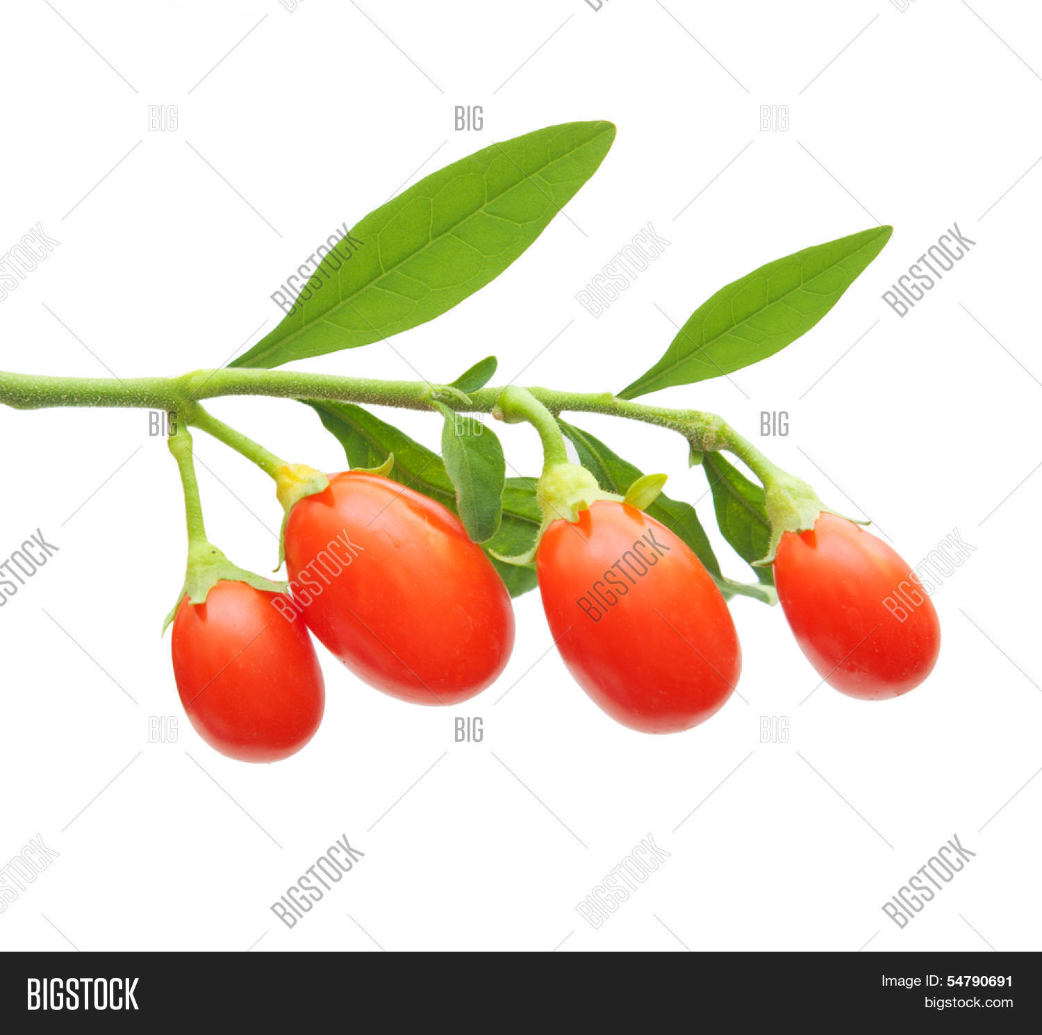 Goji Berry Isolated On Image & Photo (Free Trial) | Bigstock