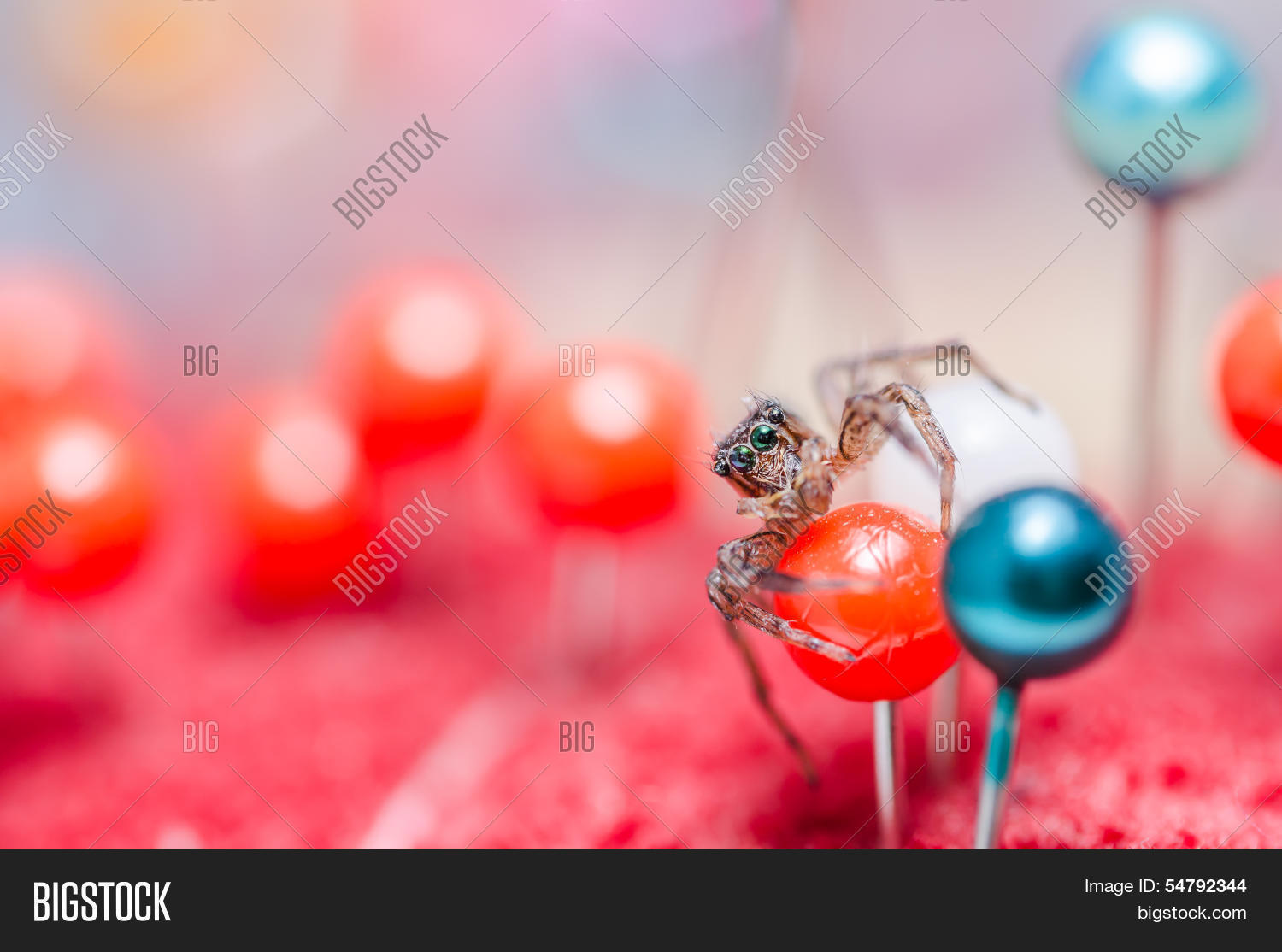 Spider Pins Image & Photo (Free Trial) | Bigstock