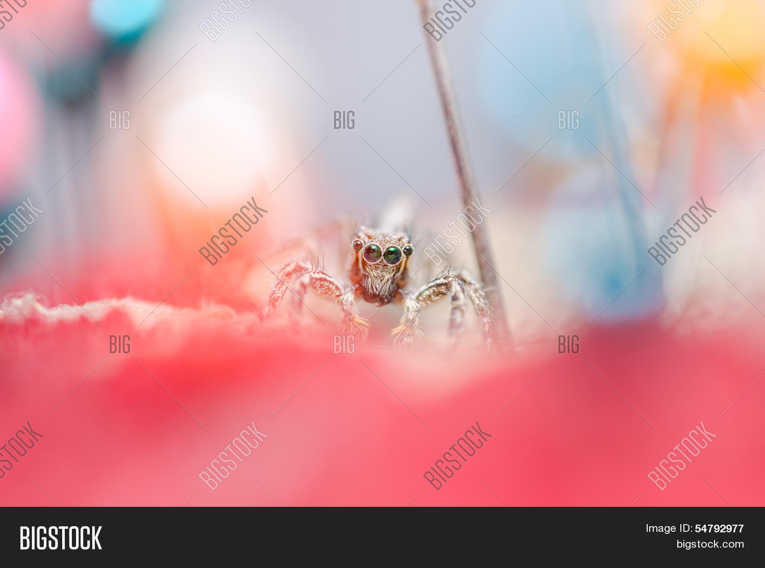 Spider Pins Image & Photo (Free Trial) | Bigstock