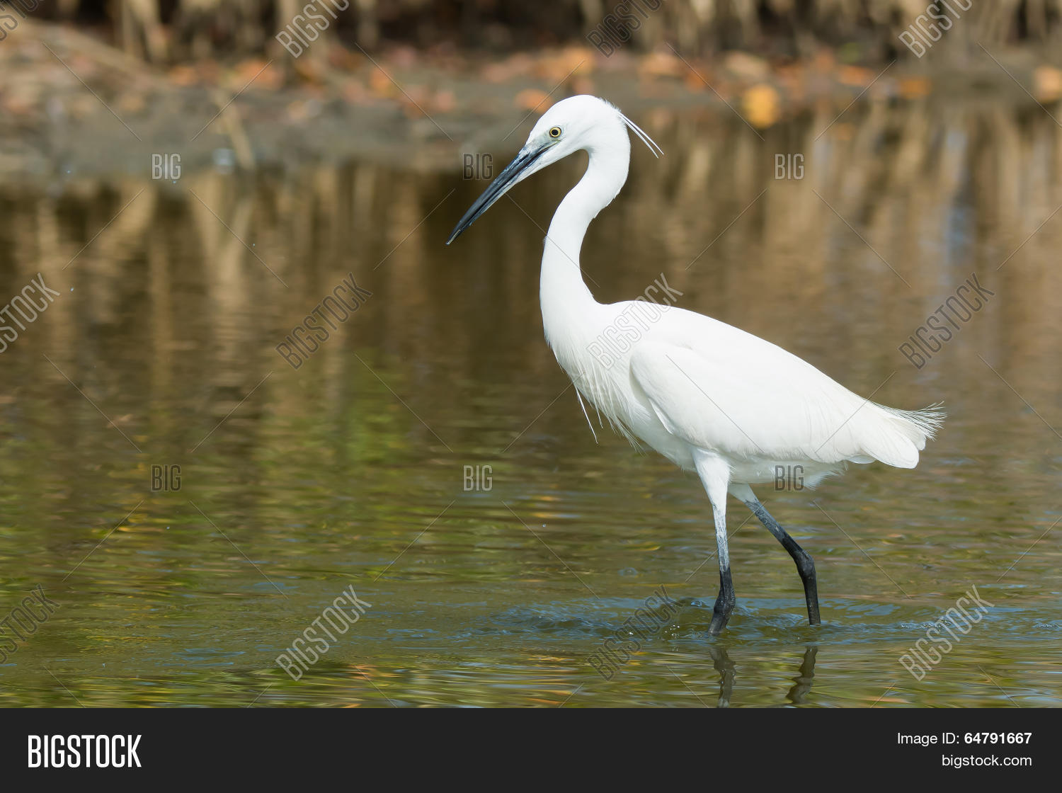 White Western Reef Image & Photo (Free Trial) | Bigstock