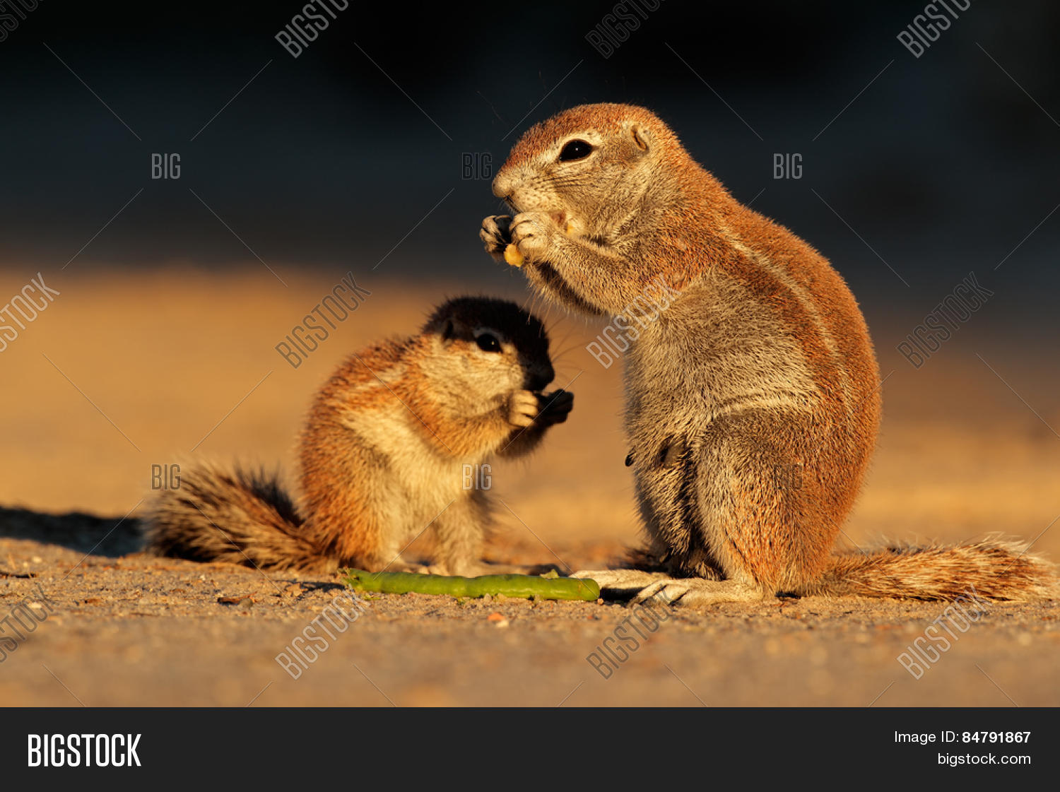 Feeding Ground Image & Photo (Free Trial) | Bigstock