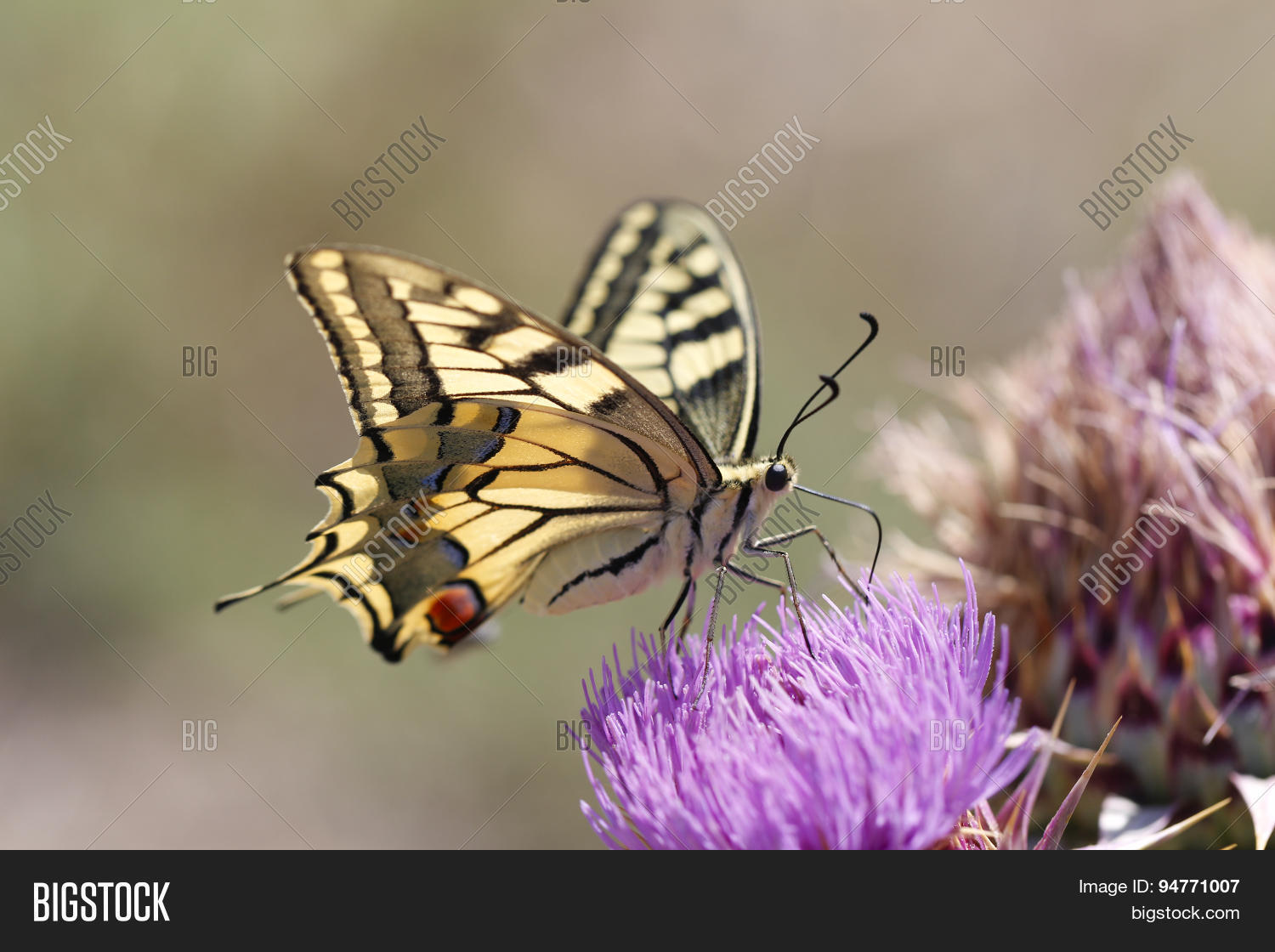 Close Butterfly Image & Photo (Free Trial) | Bigstock
