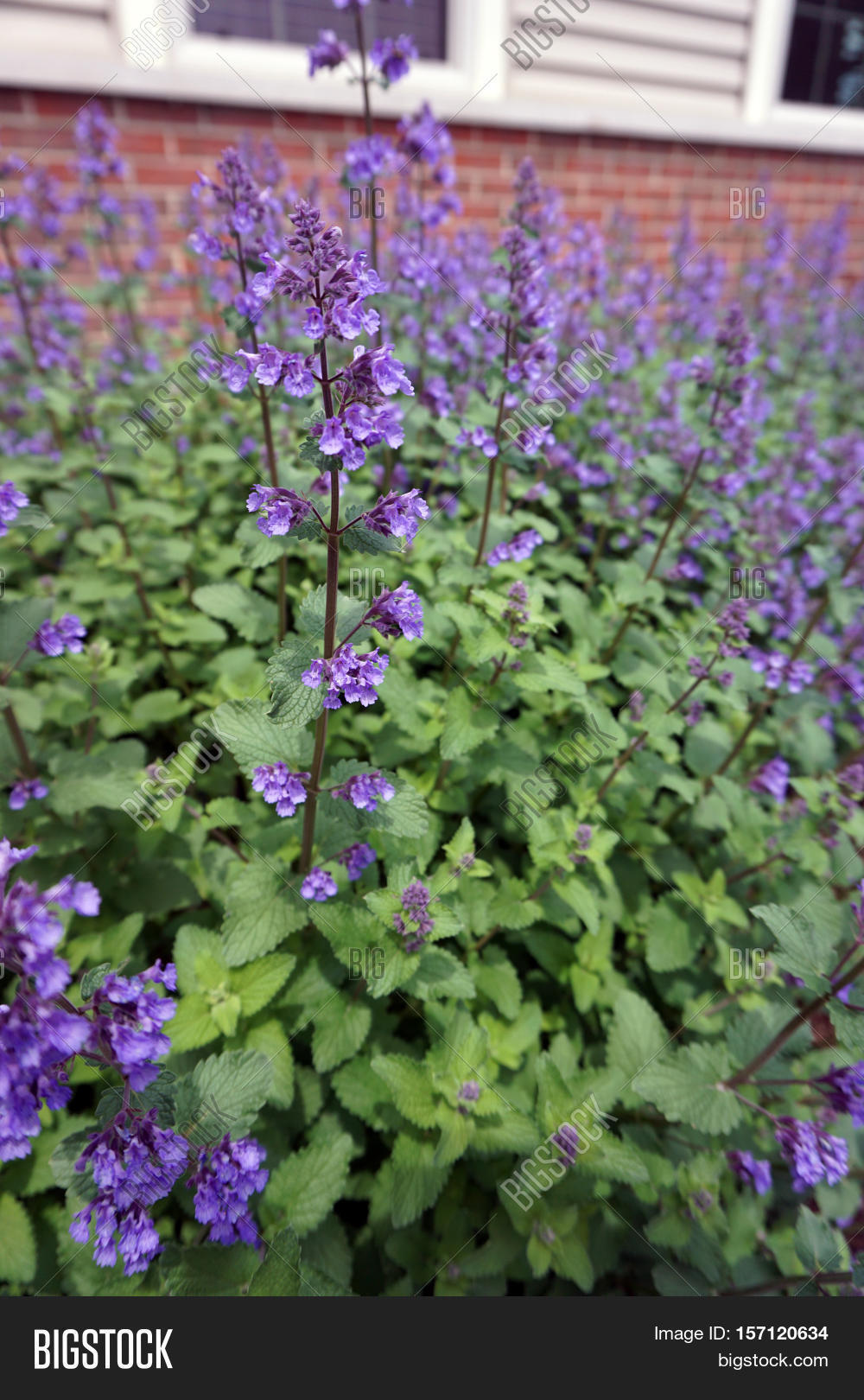 Dwarf Catmint Plants ( Image & Photo (Free Trial) | Bigstock