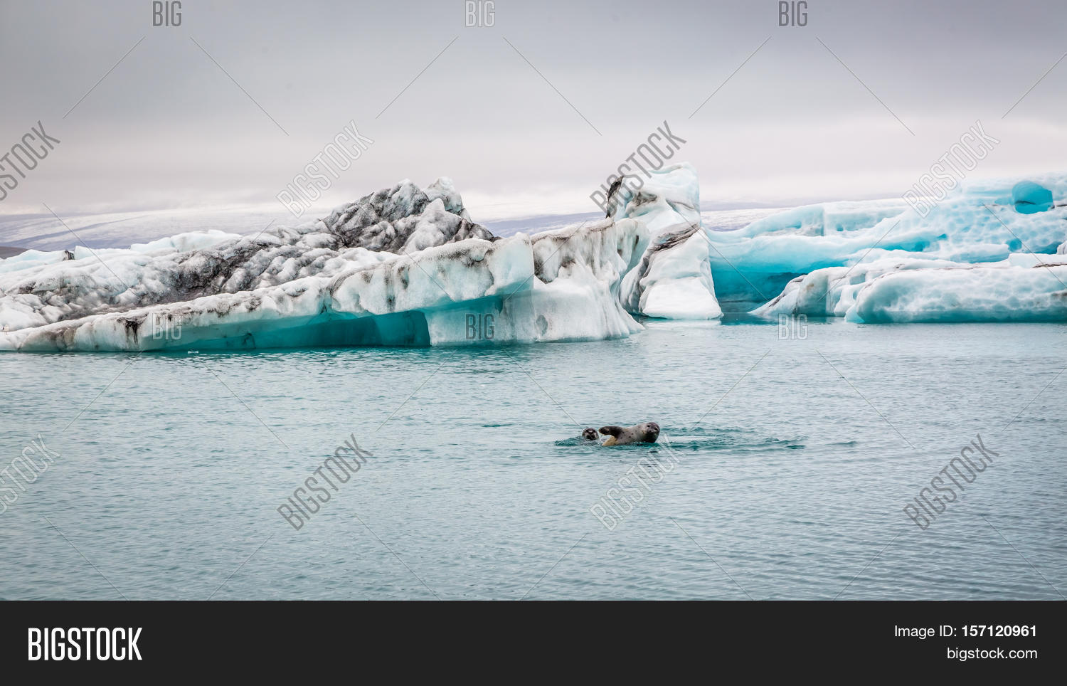 Seals Swimming Iceberg Image & Photo (Free Trial) | Bigstock