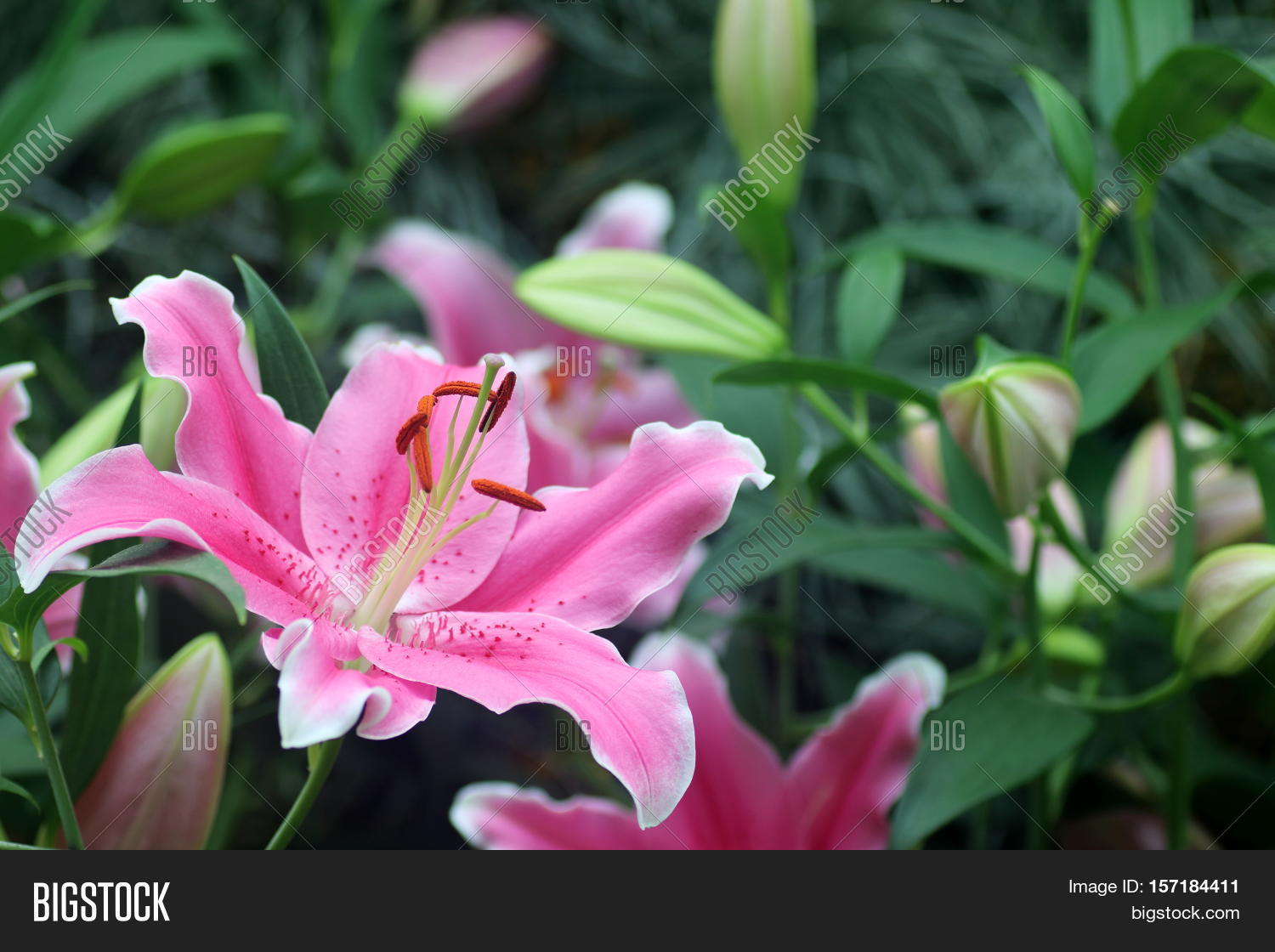 Close Single Pink Lily Image & Photo (Free Trial) | Bigstock