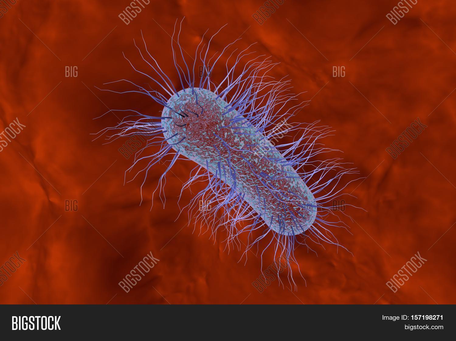 Escherichia Coli Image & Photo (Free Trial) | Bigstock