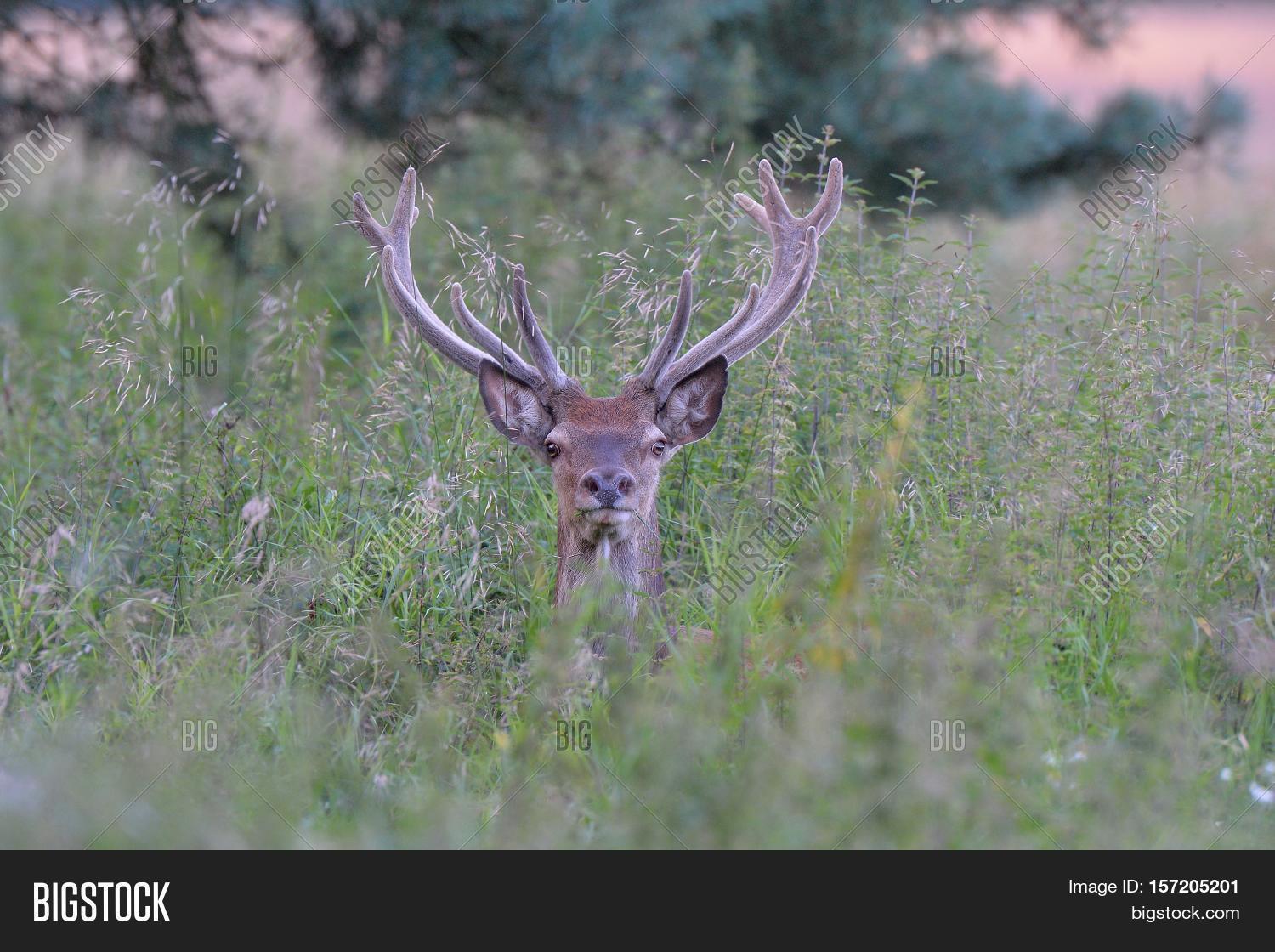 Red Deer Hunting Image & Photo (Free Trial) | Bigstock