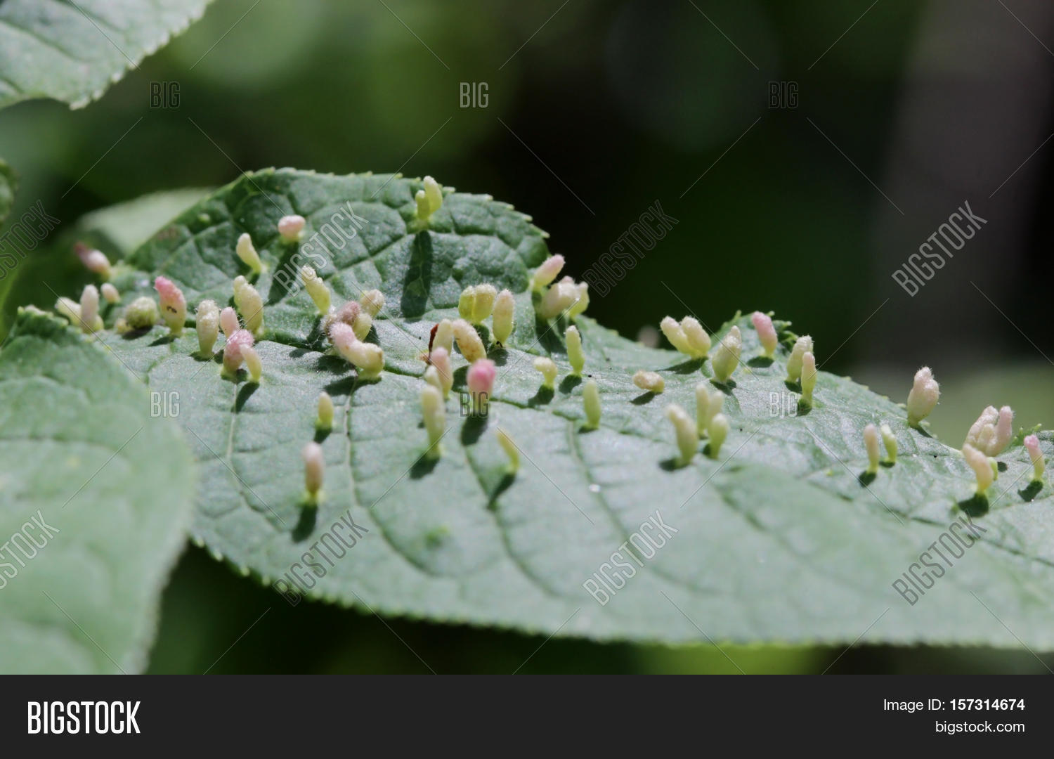 Galls Abnormal Bird- Image & Photo (Free Trial) | Bigstock
