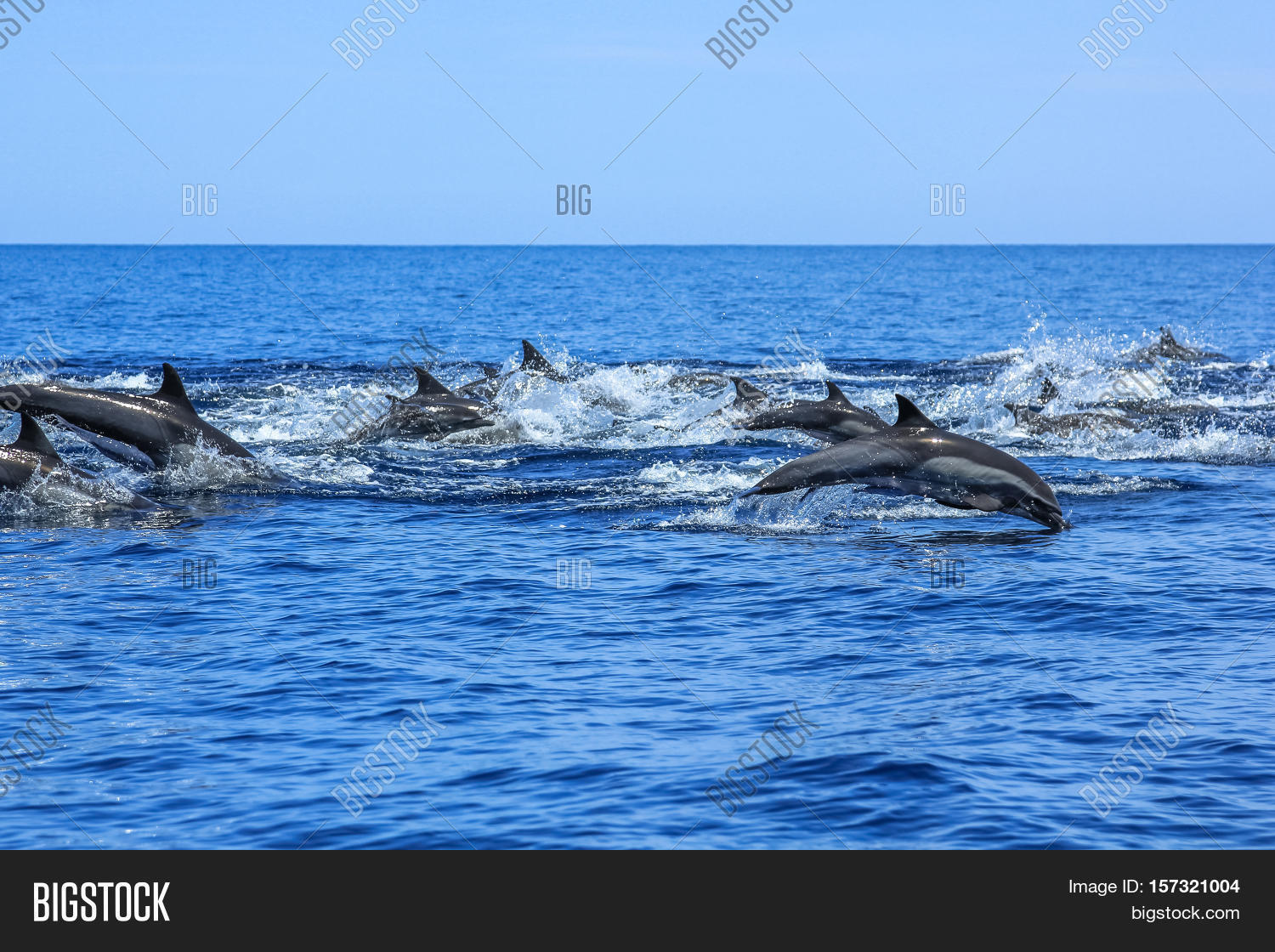 Hundred Dolphins Group Image & Photo (Free Trial) | Bigstock