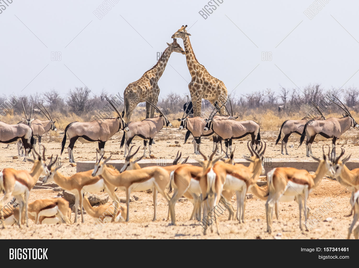 Wild Animals Pyramid Image & Photo (Free Trial) | Bigstock